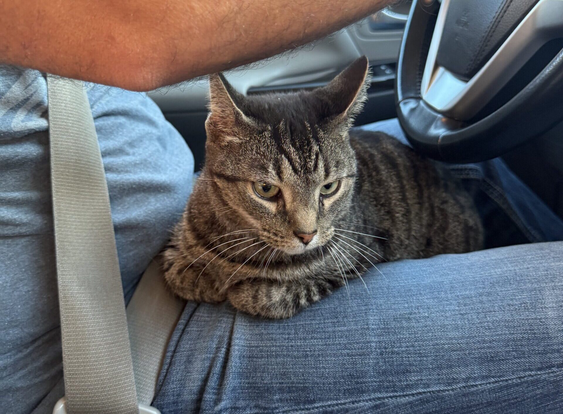 Cat survives 100 mile journey clinging to van roof on family vacation ...