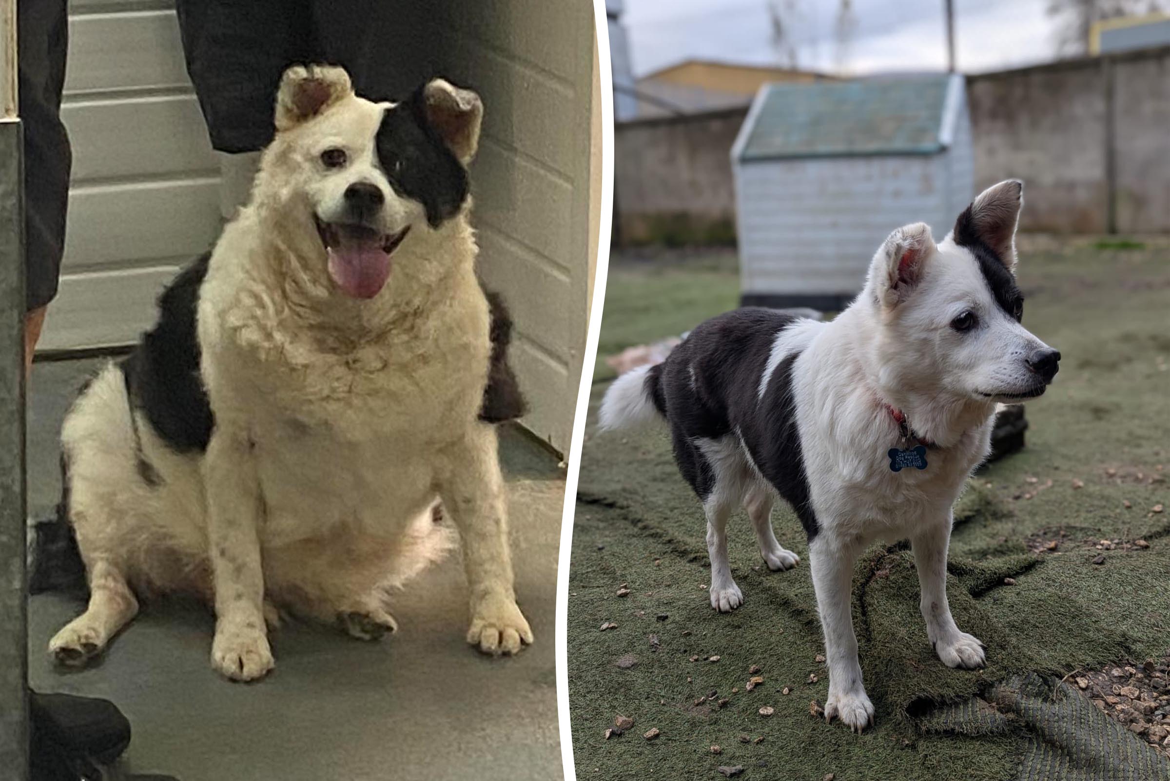 Morbidly obese dog fed pasta every night sheds half his body weight ...