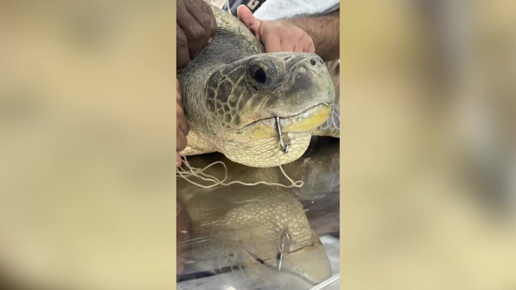 Sea turtle rescued after barbed fish hook found lodged in its mouth ...