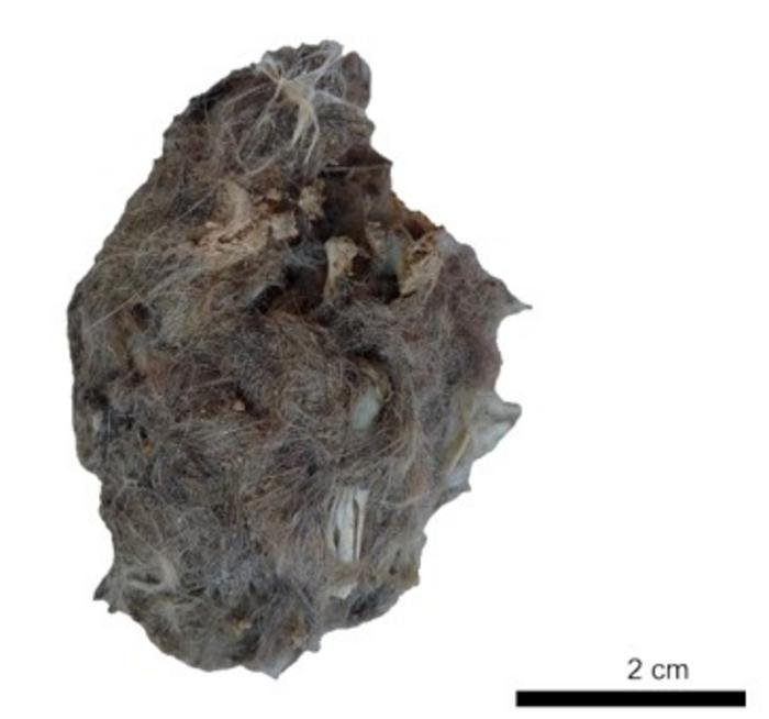 Man's ancestors learned to use fire as early as 1.7 million years ago ...